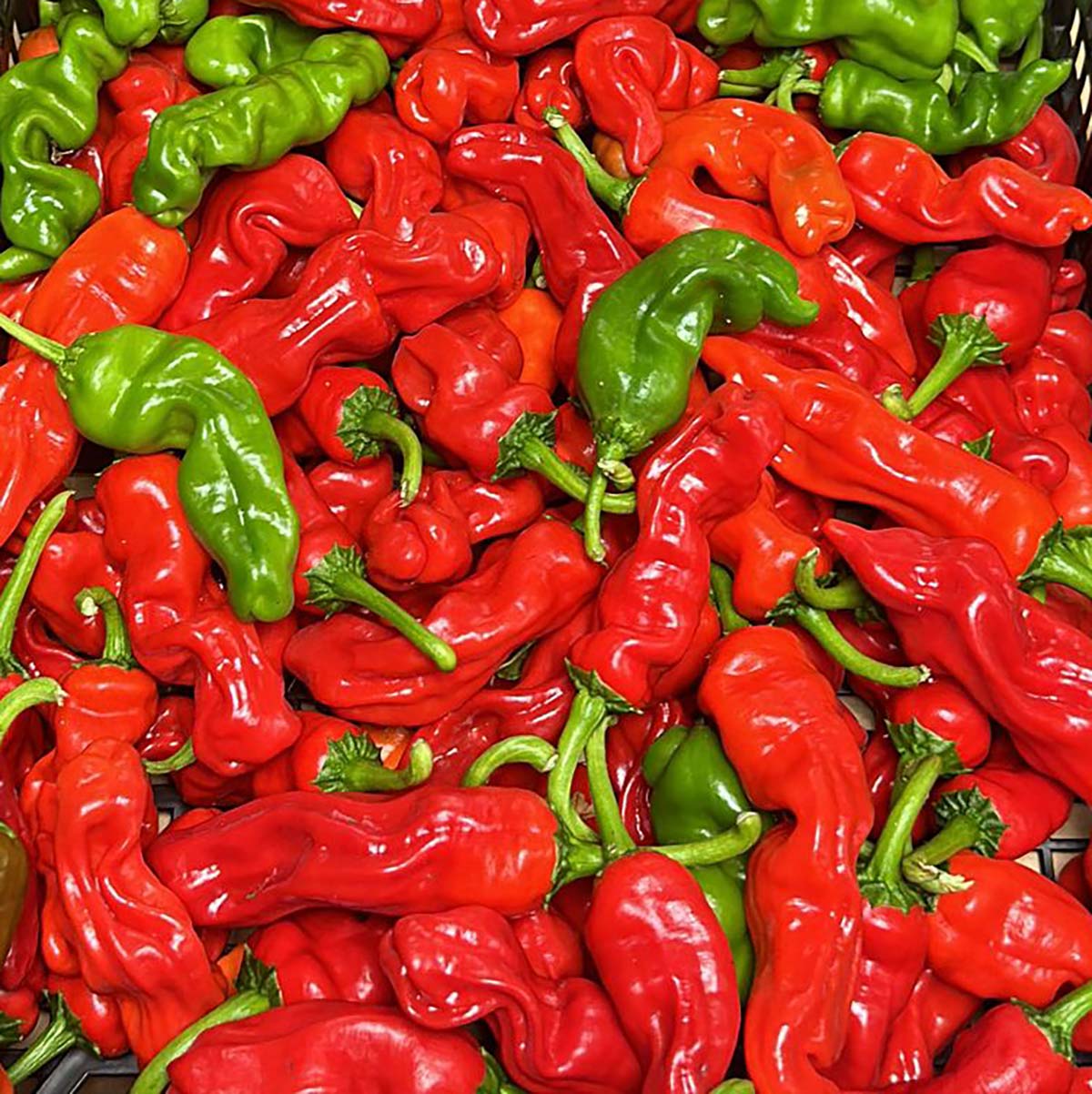 Fresh Red Peter Pepper Chillies - 1kg - Grown in the UK